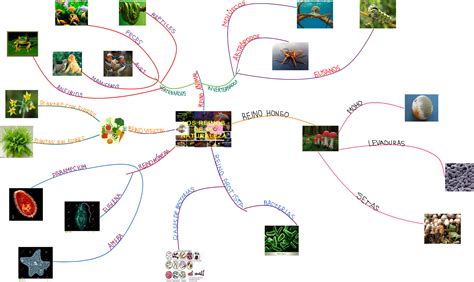 Aprendiendo Y Conviviendo Juntos Mapa Mental Reinos De La Naturaleza