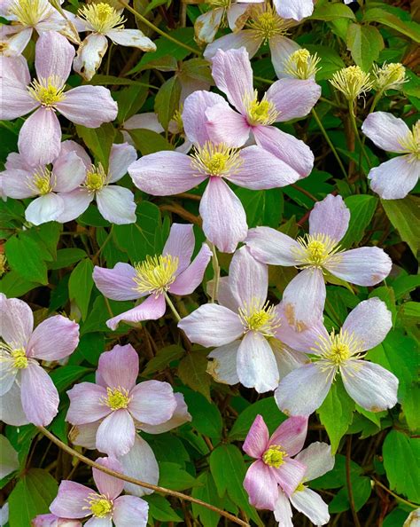 Rue Anemone 5 Corms