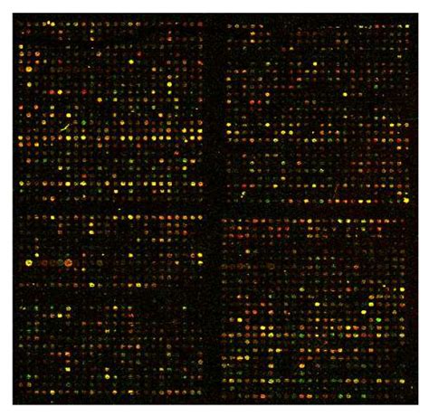 A Scanned Image Of An Illustrative Cdna Microarray The Configuration