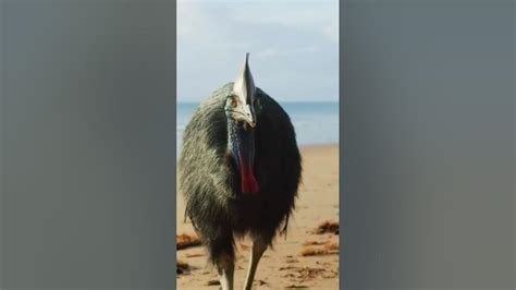 დინოზავრი შემორჩენილია😯 Youtube