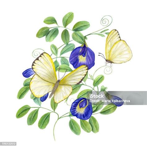 구부러진 푸른 클리토리아 테르나테아와 그 주위를 펄럭이는 노란 나비 푸른 잎 만개한 꽃 나비 완두콩 꽃입니다 흰색에 고립 된 식물의 수채화 그림입니다 꽃 식물에 대한 스톡