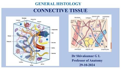 2024 Histology 1 Connective Tissuepdf