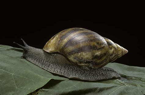 Spectacular Snail Species