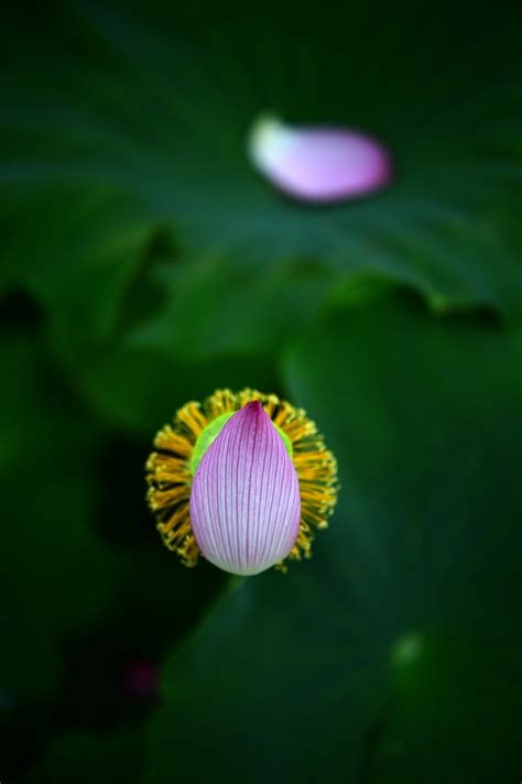 로터스 꽃 연꽃 핑크 Pixabay의 무료 사진