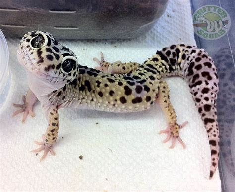 Leopard Gecko Cute