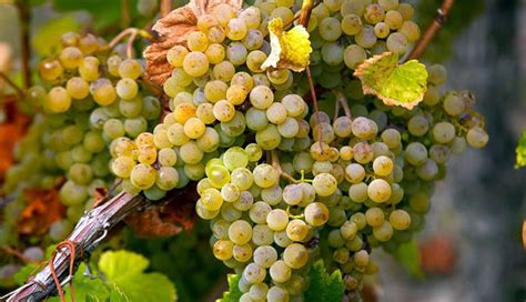 Треббьяно (Trebbiano). Итальянское вино. Сорта винограда и сортовое вино.