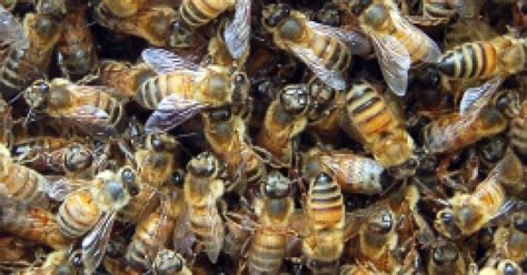 Mysterious Disappearance Of Bees Raises Concern Kpbs Public Media