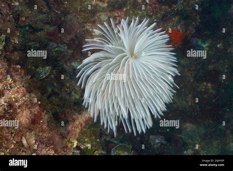 White Mediterranean Fanworm Sabella Spallanzanii Underwater On The