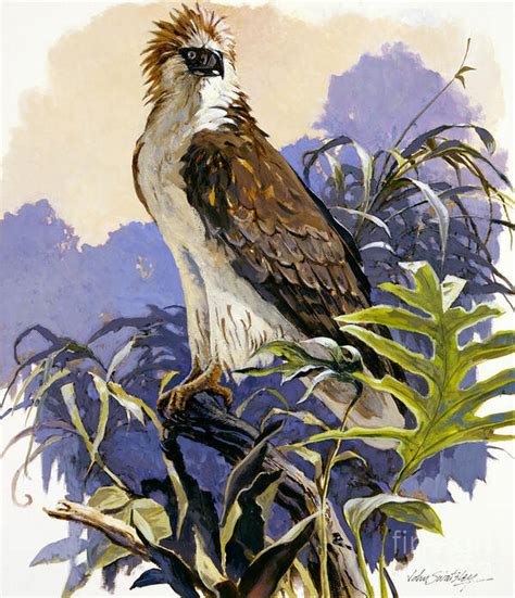 Philippine Eagle Drawing Easy