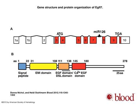 By Donna Nichol And Heidi Stuhlmann Ppt Download