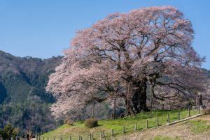 醍醐桜伝説が残る樹齢1000年の一本桜岡山県真庭市 岡山スタイル