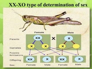 Sex Determination Chromosomal Theory Of Sex Determination PPTX