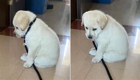 태어나서 난생 처음 목줄이라는 것을 한 아기 강아지가 잠시후 실제로 보인 반응