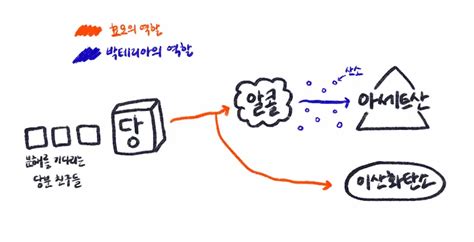 콤부차 발효 101