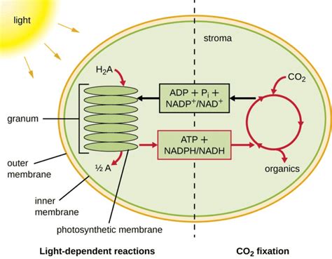 Carbon Fixation Diagram