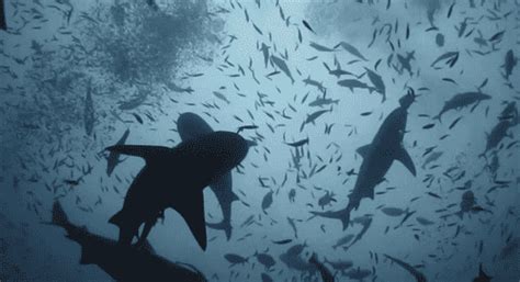Just Keep Swimming Underwater 