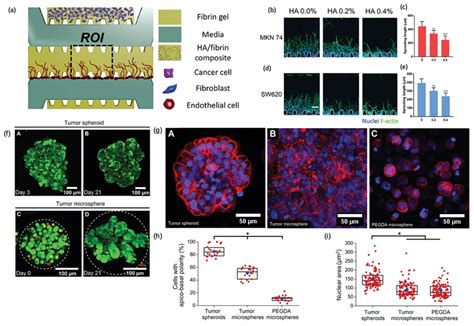 Fibrin Hydrogels Used For 3d In Vitro Cancer Modeling A E Download Scientific Diagram