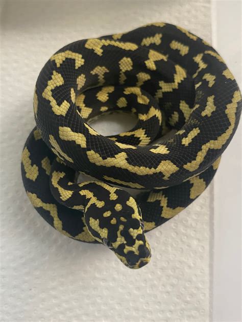 Increased Pattern Pure Jungle Python Stonedeaf Reptiles