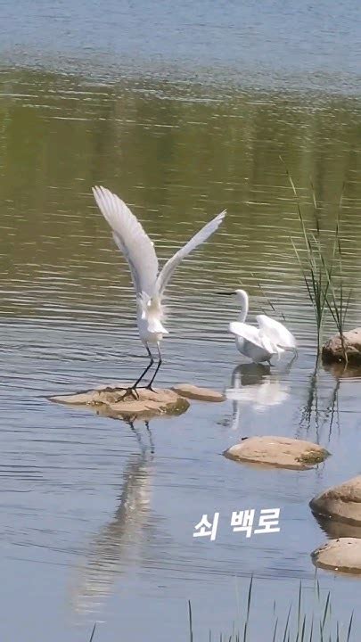 나만 빼고 다 사랑에 빠져 봄 노래를 부르고 봄사랑 벚꽃말고 아이유 하이포 Youtube