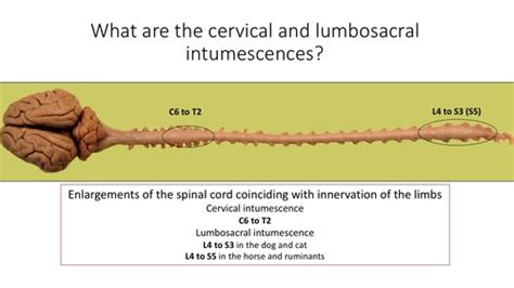 Spinal Cord And Further Brain Anatomy Flashcards Quizlet
