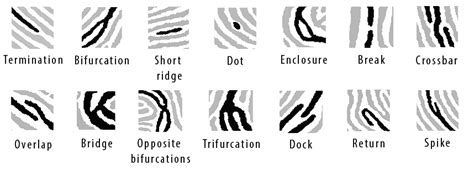 Github Ashraful2425fingerprint Recognition
