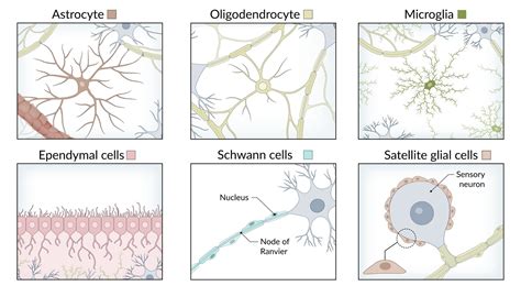 Nervous Tissue Neurons Are Surrounded By Neuroglia Such As Schwann