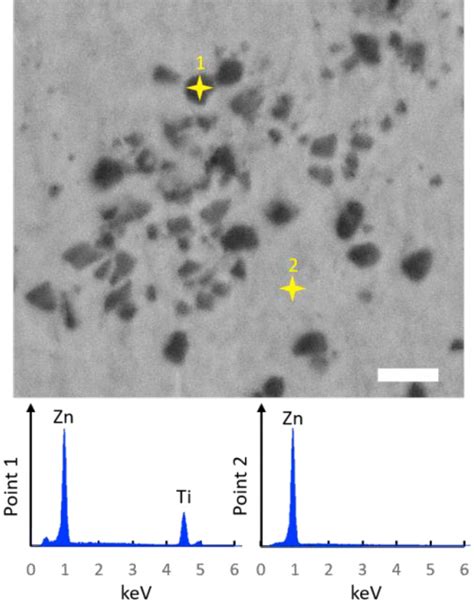 eds point scanning on zn 3tib2 samples to distinguish nanoparticles and