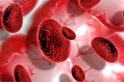 Lökosit Lenfosit Farkı Nedir Güncel Oku