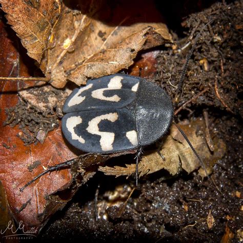 Got Questions Mark Can Answer Them Therea Olegrandjeani Question Mark Cockroach Rawwnverts