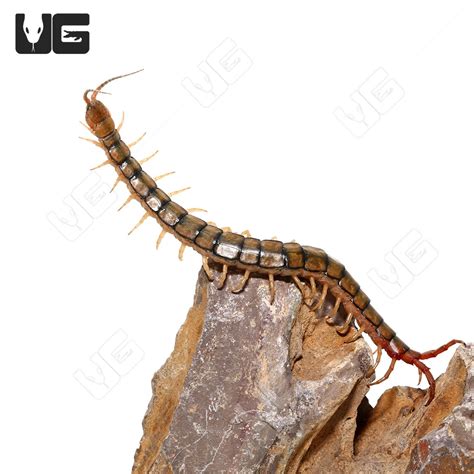 Egyptian Rainbow Centipede By Underground Reptiles Morphmarket