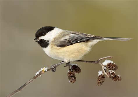 Warming Temperatures Are Pushing Carolina And Black Capped Chickadees
