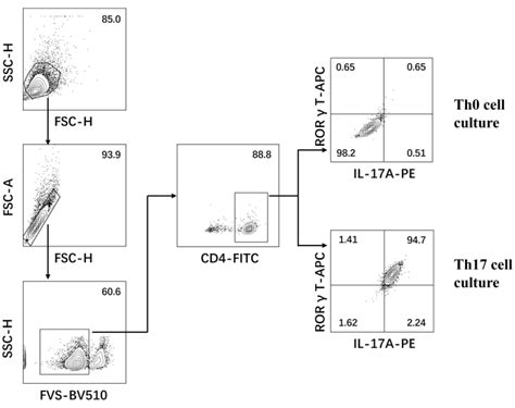 Video Author Spotlight Achieving High Purity In Vitro Differentiation Of Th17 Cells Using