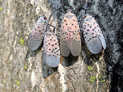 Spotted Lanternflies Leave Oyster Bay Residents Unconcerned Herald
