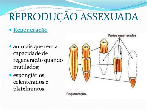 Ppt Aula 5 Powerpoint Presentation Free Download Id7078821