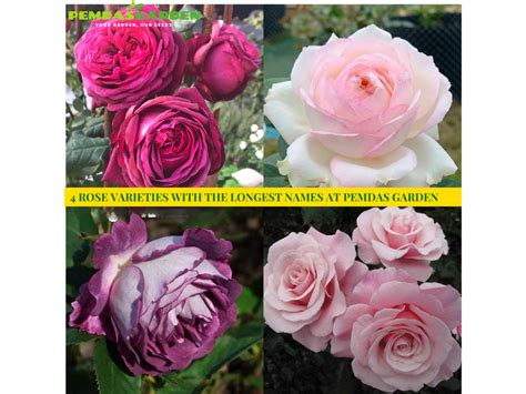 4 Rose Varieties With The Longest Names At Pemdas Garden Pemdasgarden