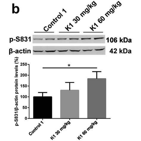 Spatial Working Memory Performance Of Mice In Radial Arm Maze Tests