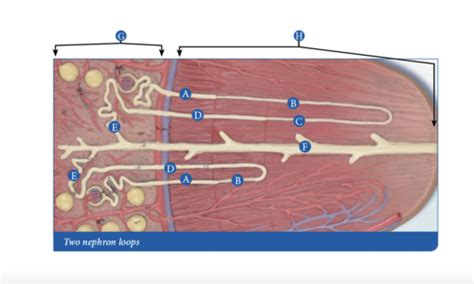 two nephron loops flashcards quizlet