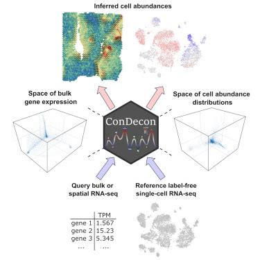 Clustering Independent Estimation Of Cell Abundances In Bulk Tissues Using Single Cell RNA Seq