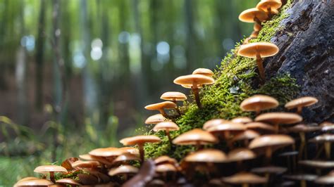 Mushrooms Wallpapers 4k Hd Backgrounds On Wallpaperbat