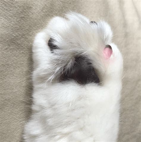 Coco Beans 🐾 R Jellybeantoes