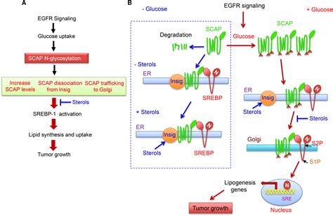 Glucose Mediated N Glycosylation Of Scap Is Essential For Srebp 1