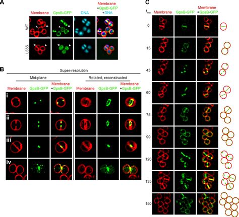 Figures And Data In An Essential Staphylococcus Aureus Cell Division Protein Directly Regulates