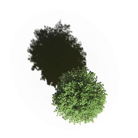Tree Plan Png Images Free Download On Freepik Tree Plan Png Images Free Download On Freepik