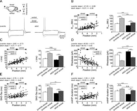 The Stellate Cell Properties In Juvenile And Adult Rats Vary Along The Download Scientific