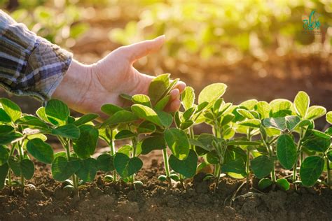 جمعية بداية تعرف على اهداف الزراعة العضويه جمعية بداية لتنميه المجتمع بالمحله الكبرى