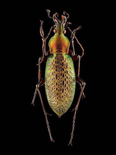 10000 Stacked Photos Create Insanely Detailed Insect Portraits Beaux