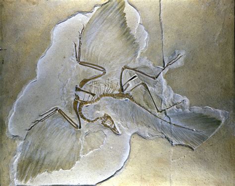 Primitive Birds Called Archaeopteryx Complete Fossils Found In Bavaria