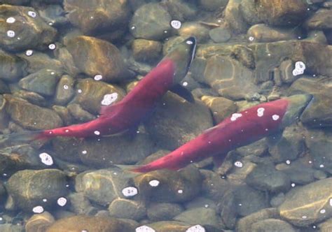The Impacts Of Aquatic Invasive Species And Other Complex Interactions