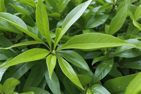 Tea Leaf Lanceolate Glossy Green Premium Ai Generated Image