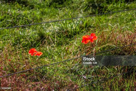 화창한 여름날에 정원이나 공원에서 아름다운 여름 꽃과 붉은 양귀비 0명에 대한 스톡 사진 및 기타 이미지 0명 개화기 계절 Istock